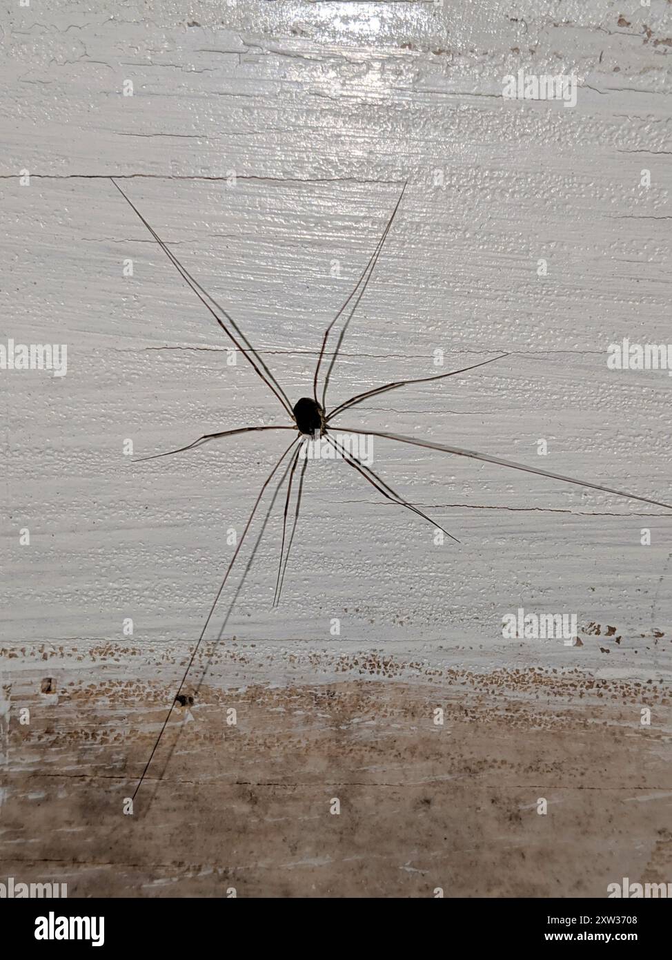 Northwest Cave Harvestman (Nelima paessleri) Arachnida Stock Photo - Alamy