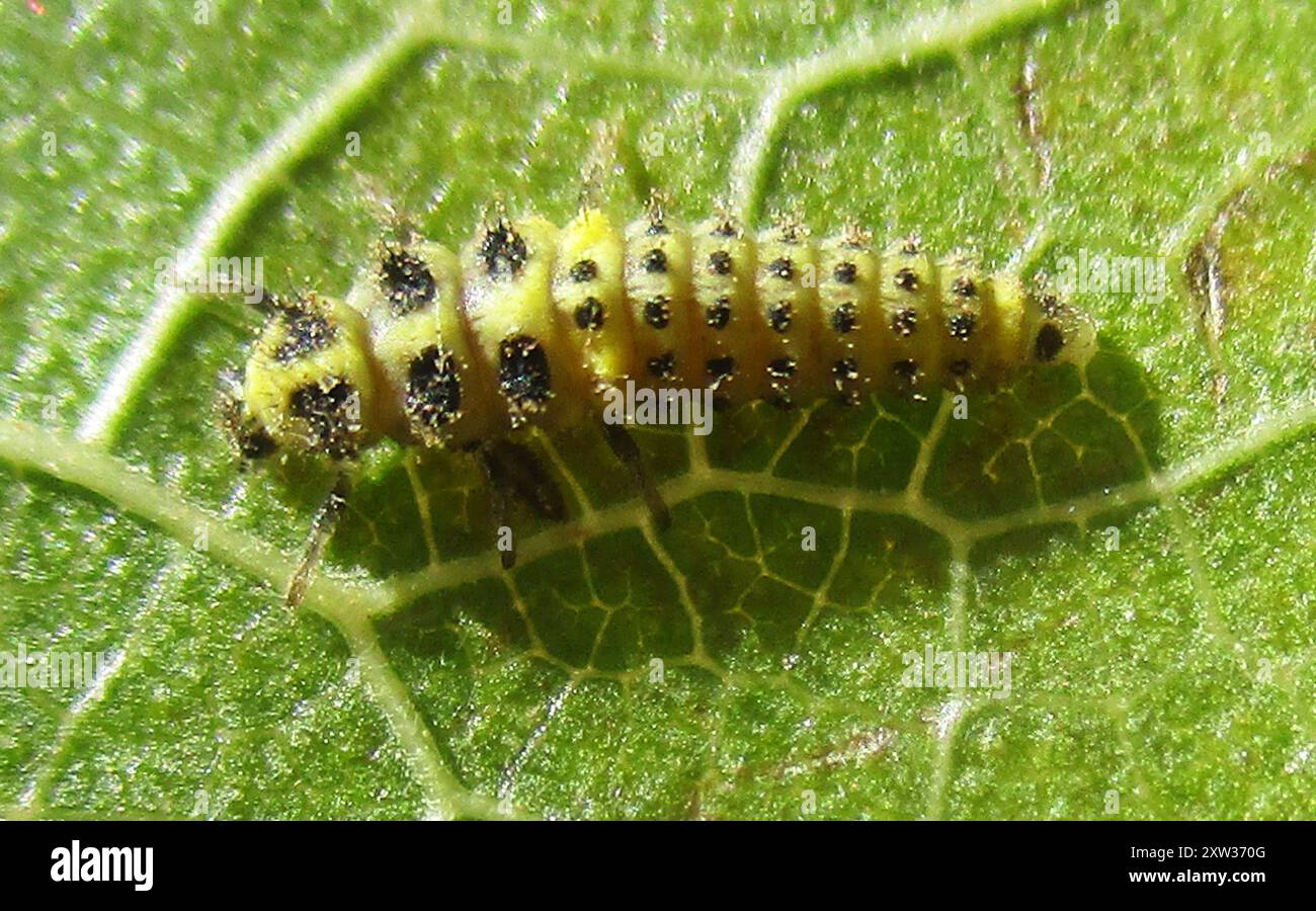 Fungus-eating Lady Beetles (Psyllobora) Insecta Stock Photo - Alamy