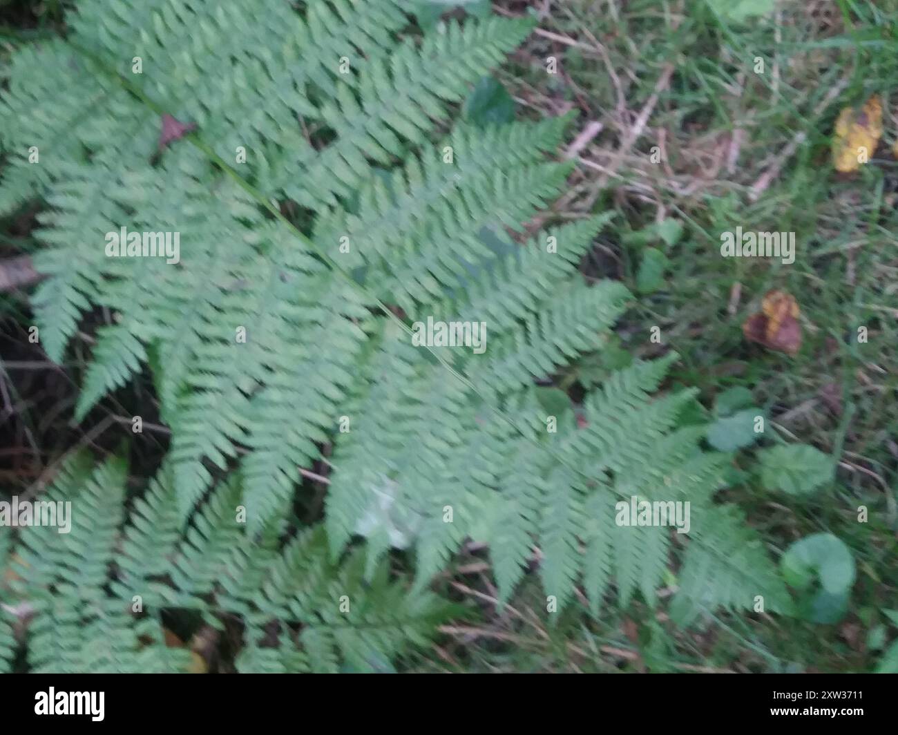 lady ferns (Athyrium) Plantae Stock Photo - Alamy