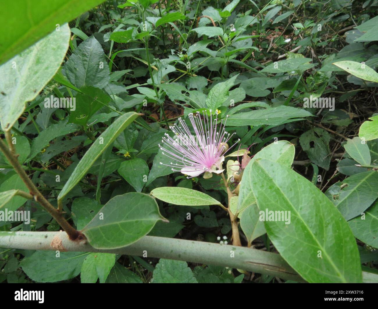 Indian caper (Capparis zeylanica) Plantae Stock Photo - Alamy