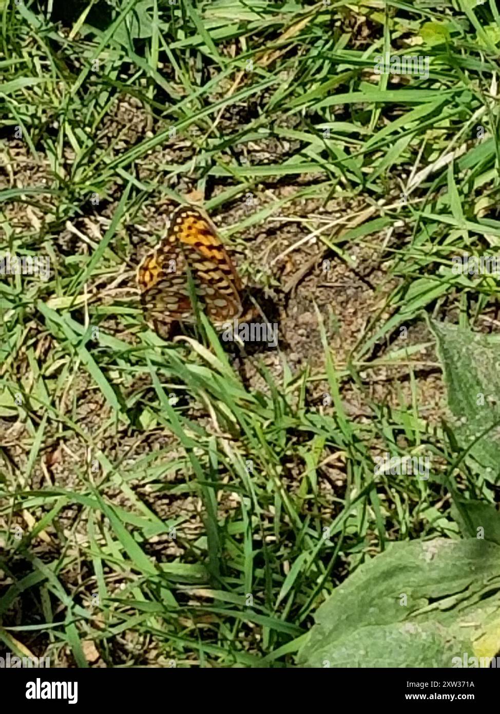 Coronis Fritillary (Argynnis coronis) Insecta Stock Photo - Alamy