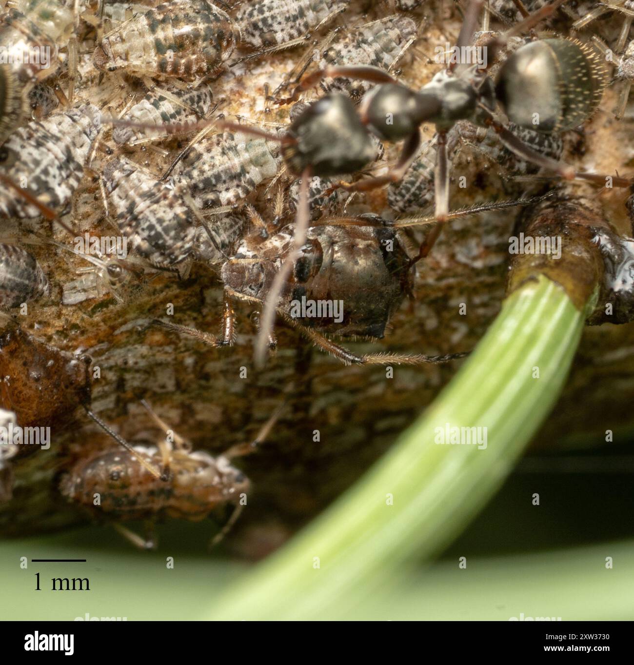 Single-leaf Pinyon Pine Aphid (Cinara anelia) Insecta Stock Photo - Alamy
