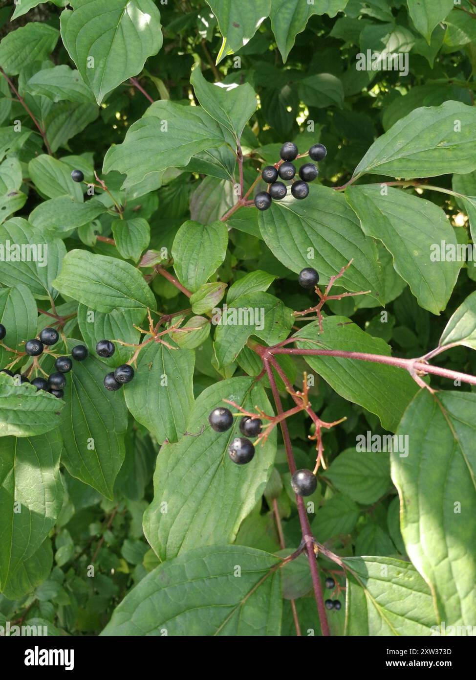 common dogwood (Cornus sanguinea) Plantae Stock Photo - Alamy