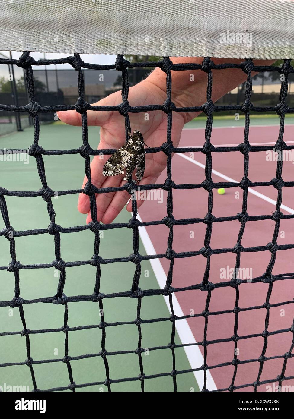 Rustic Sphinx (Manduca rustica) Insecta Stock Photo - Alamy