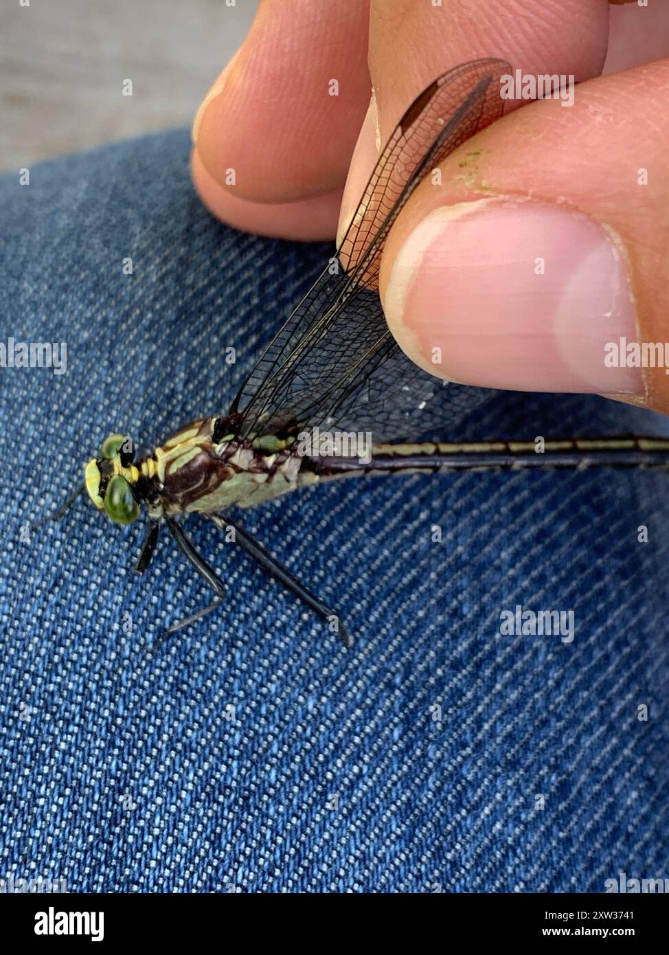 Black-shouldered Spinyleg (Dromogomphus spinosus) Insecta Stock Photo ...