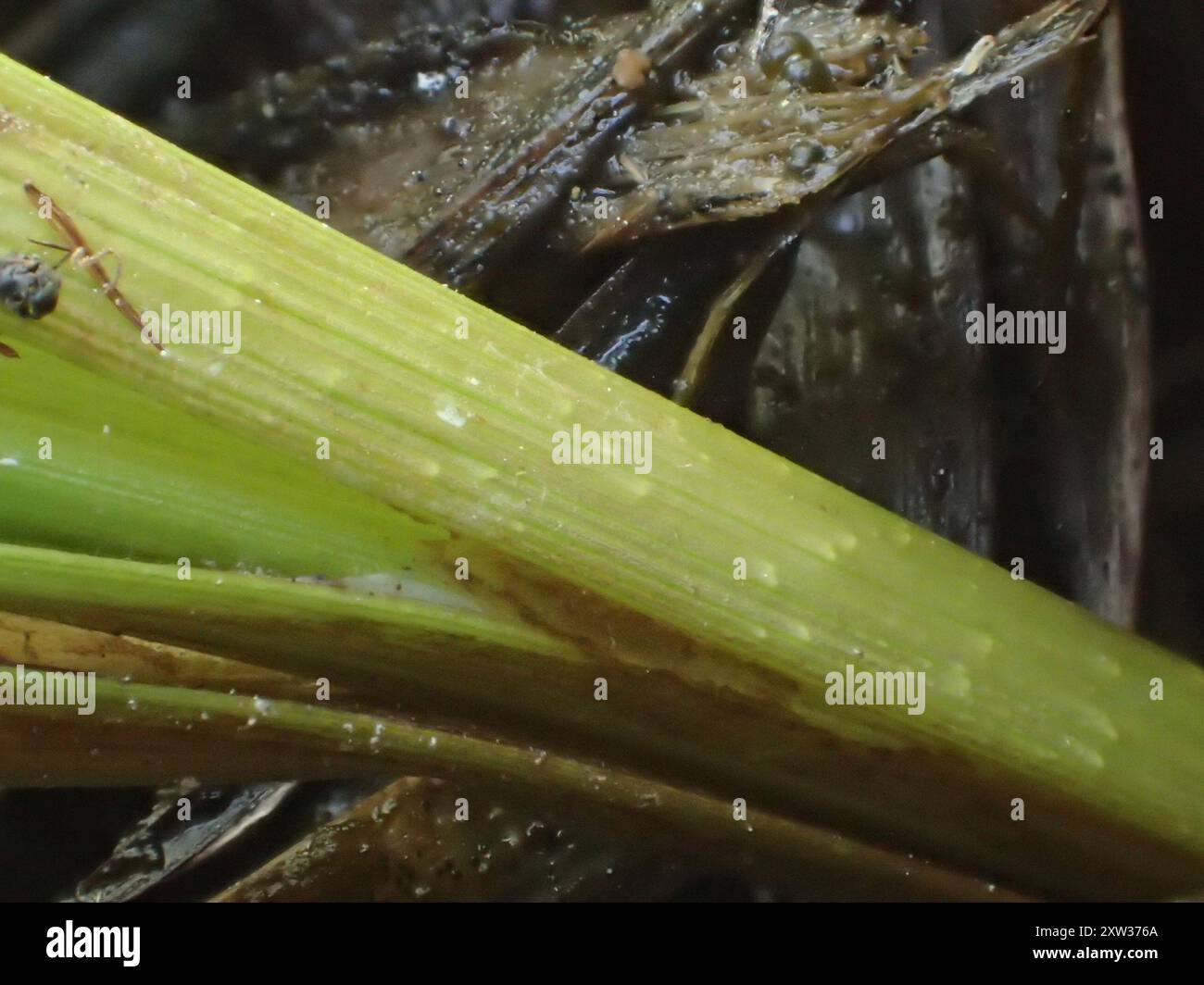 Nebraska sedge (Carex nebrascensis) Plantae Stock Photo - Alamy
