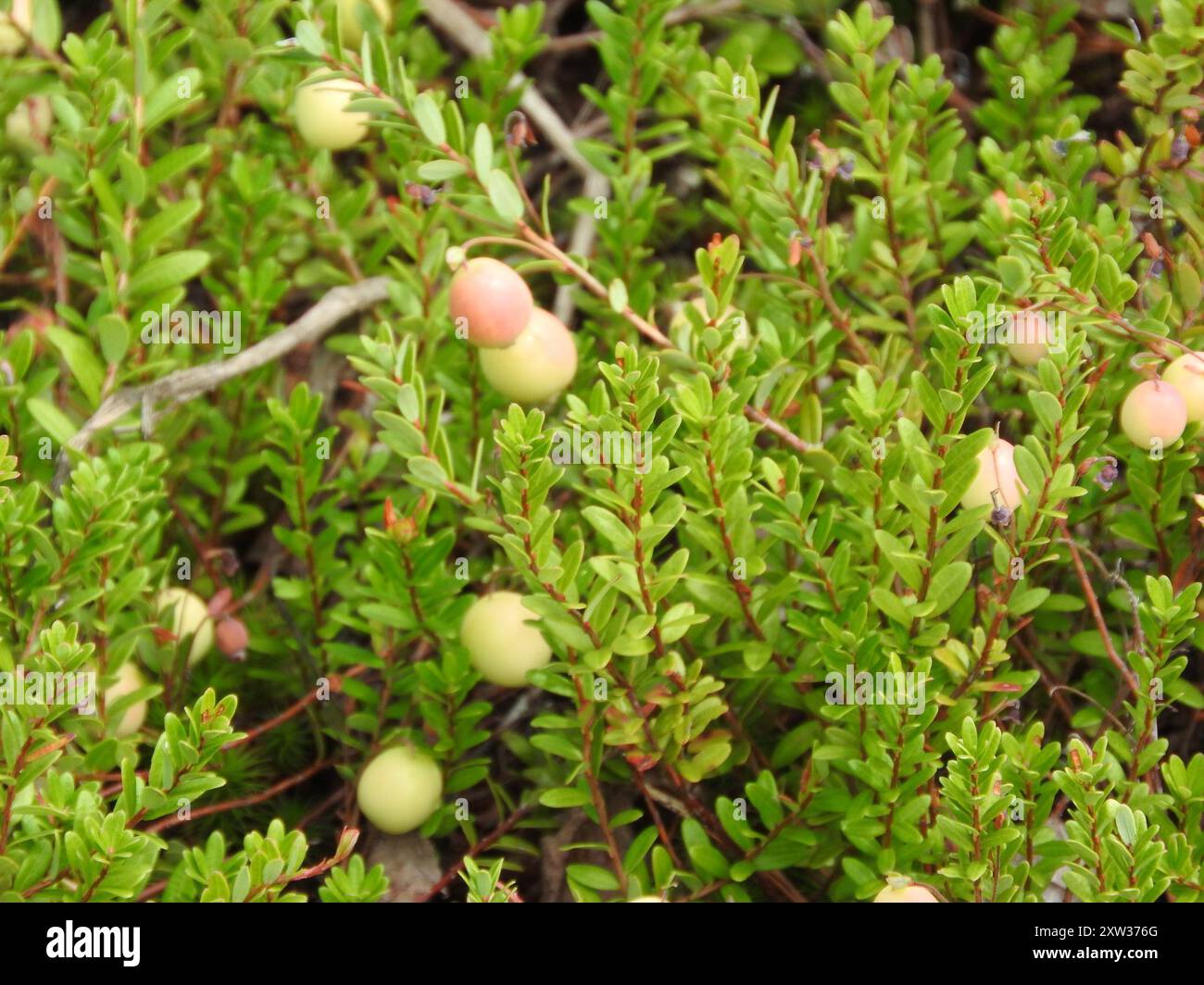 American Cranberry (Vaccinium macrocarpon) Plantae Stock Photo - Alamy