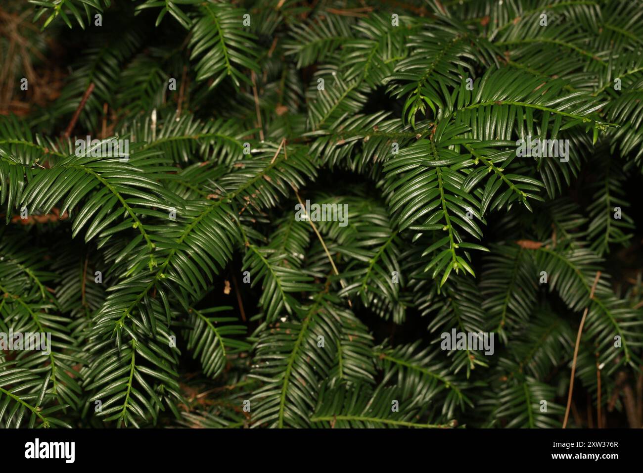 common yew (Taxus baccata) Plantae Stock Photo - Alamy
