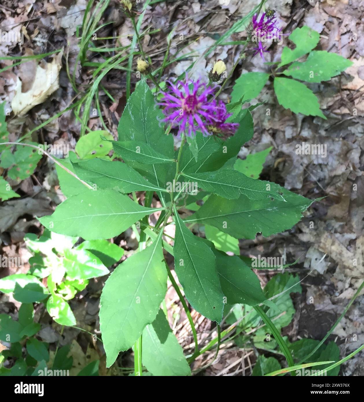 Broadleaf Ironweed (Vernonia glauca) Plantae Stock Photo - Alamy