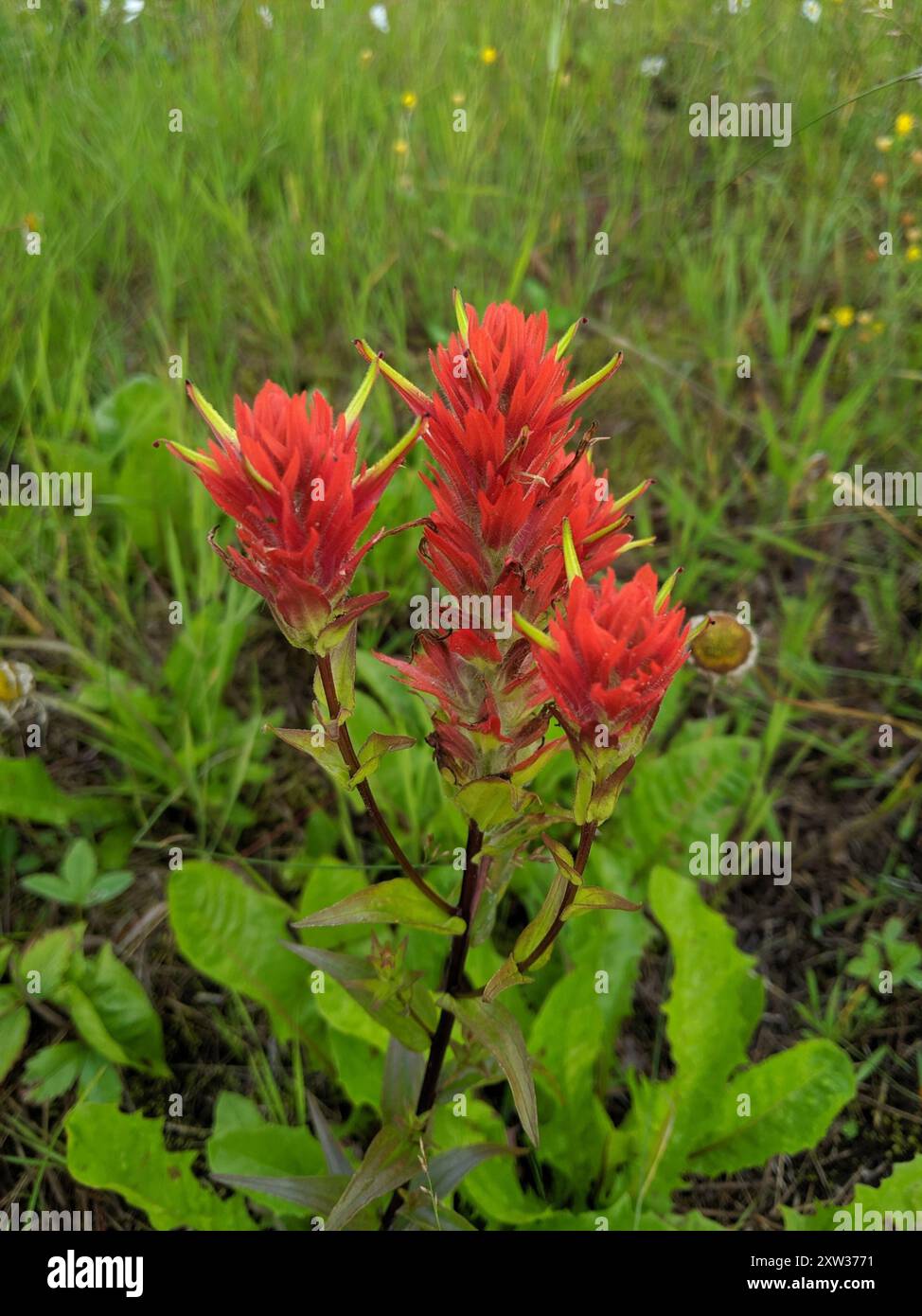 giant red Indian paintbrush (Castilleja miniata) Plantae Stock Photo ...