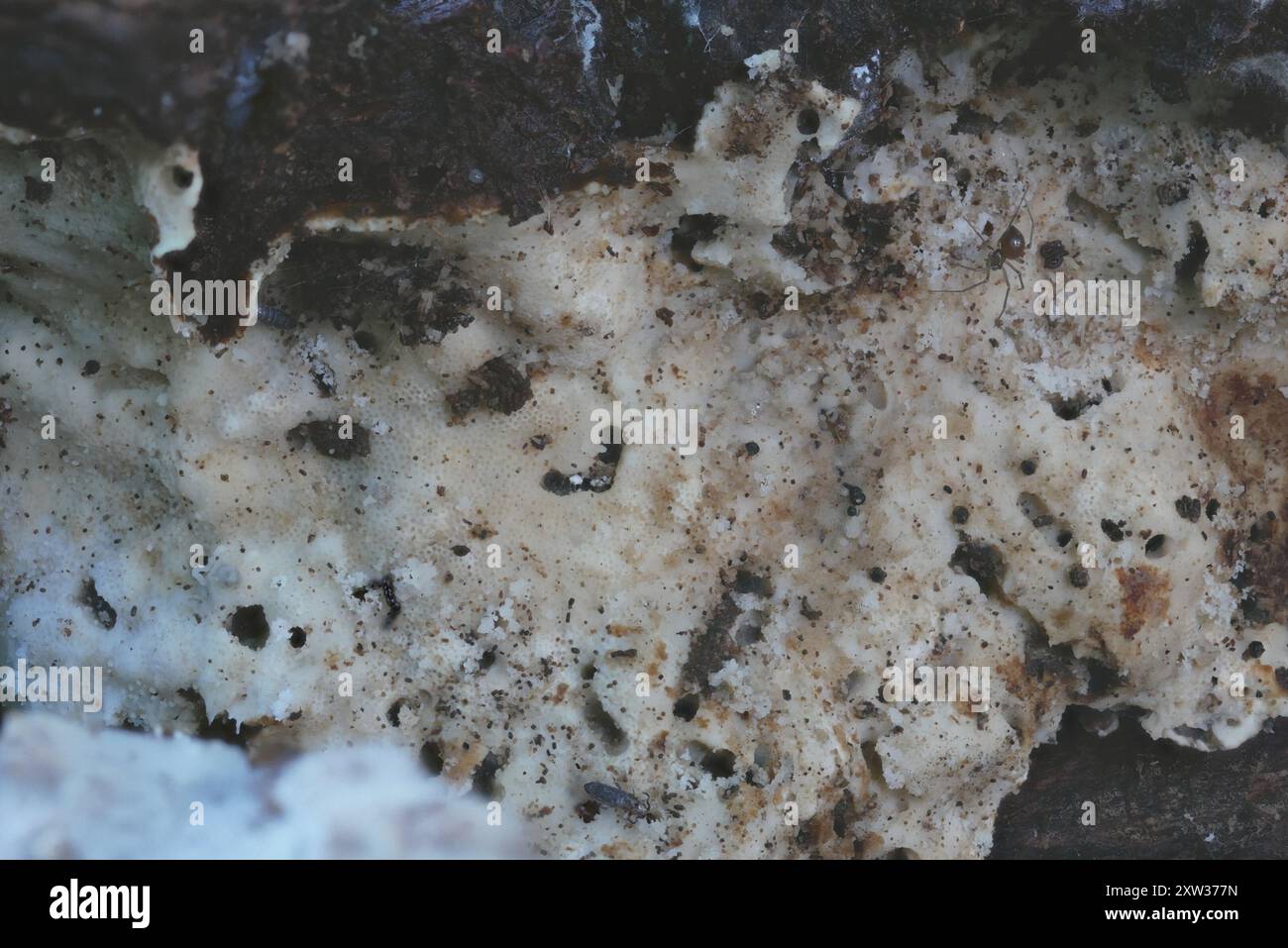 Basidiomycete Fungi (Basidiomycota) Fungi Stock Photo - Alamy