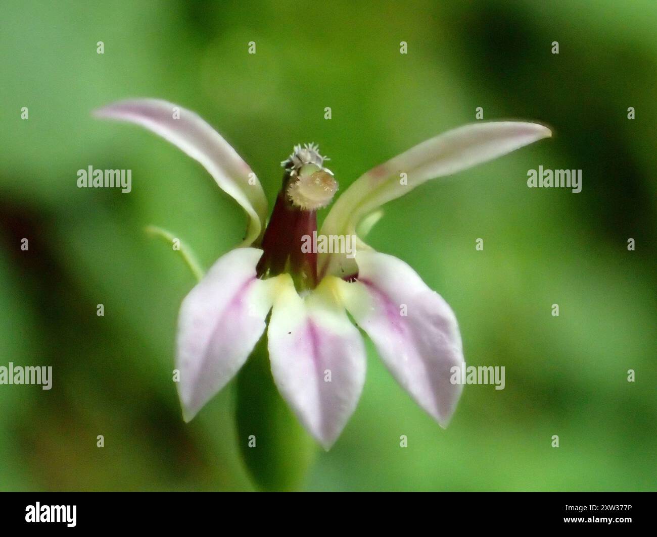 Common Pratia (Lobelia nummularia) Plantae Stock Photo - Alamy