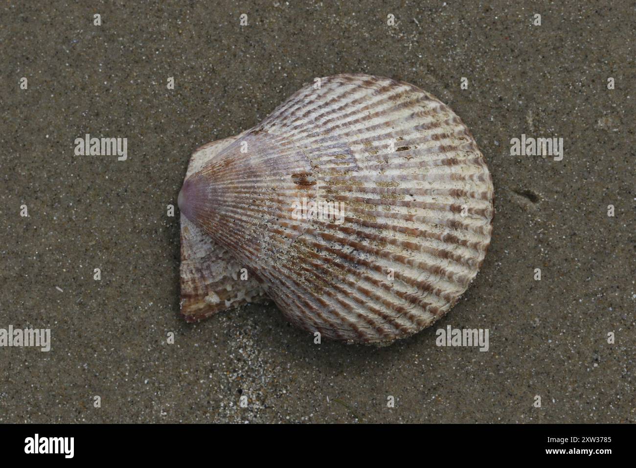 Variegated Scallop (Mimachlamys varia) Mollusca Stock Photo - Alamy