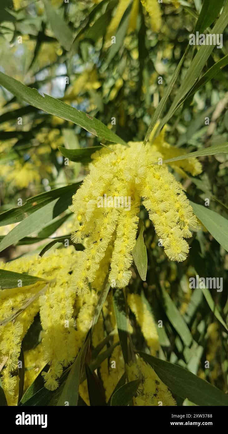 White Sally Wattle (Acacia floribunda) Plantae Stock Photo - Alamy