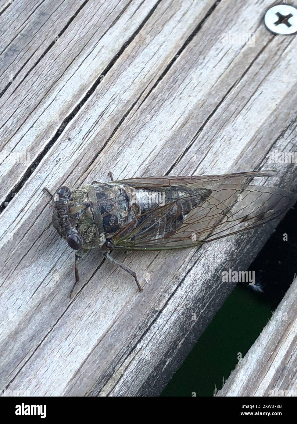 Northern Dog-day Cicada (Neotibicen canicularis) Insecta Stock Photo ...