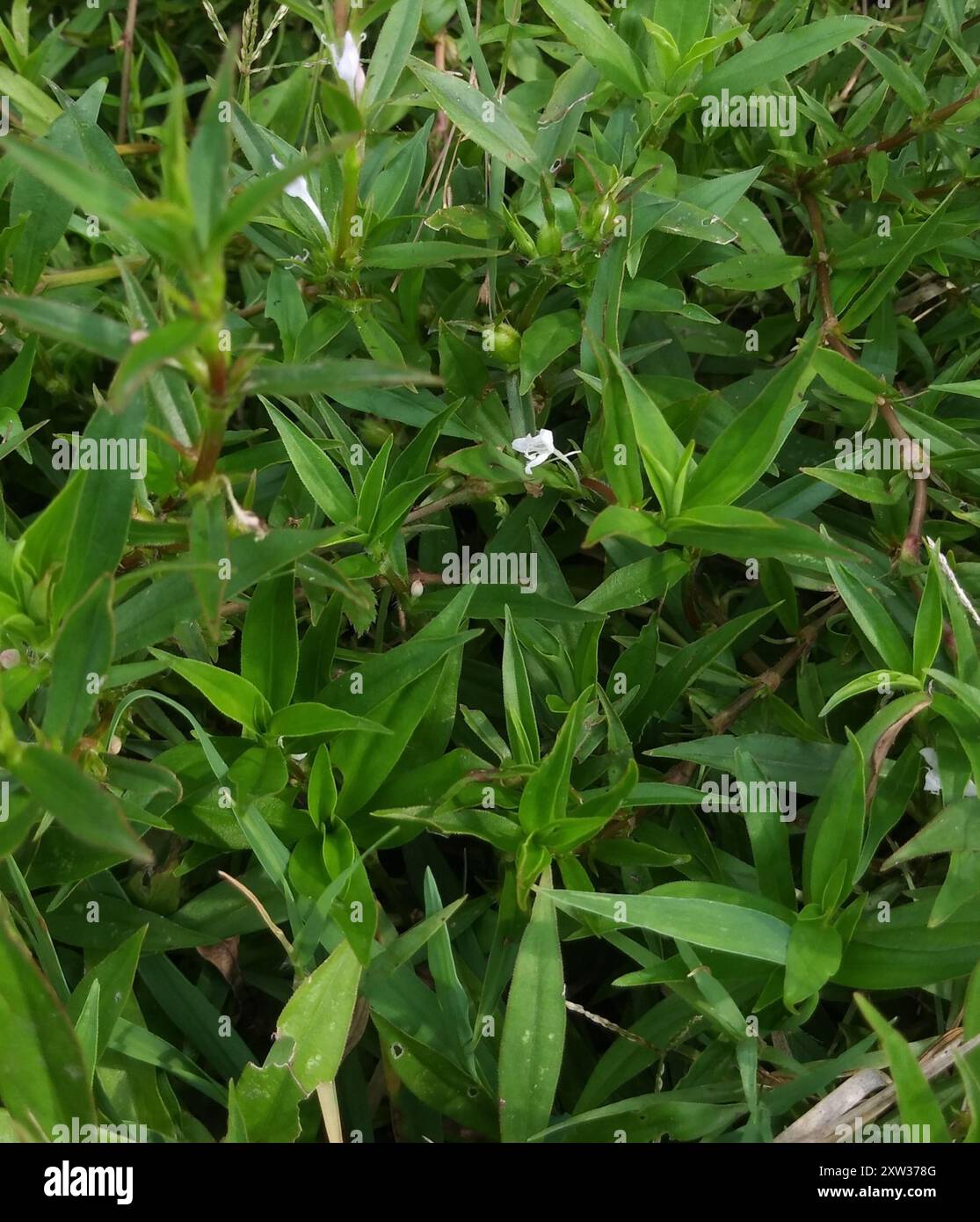 buttonweed (Diodia virginiana) Plantae Stock Photo - Alamy