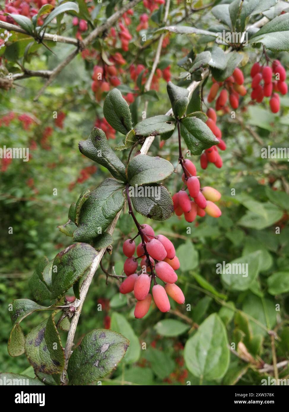 European barberry (Berberis vulgaris) Plantae Stock Photo - Alamy