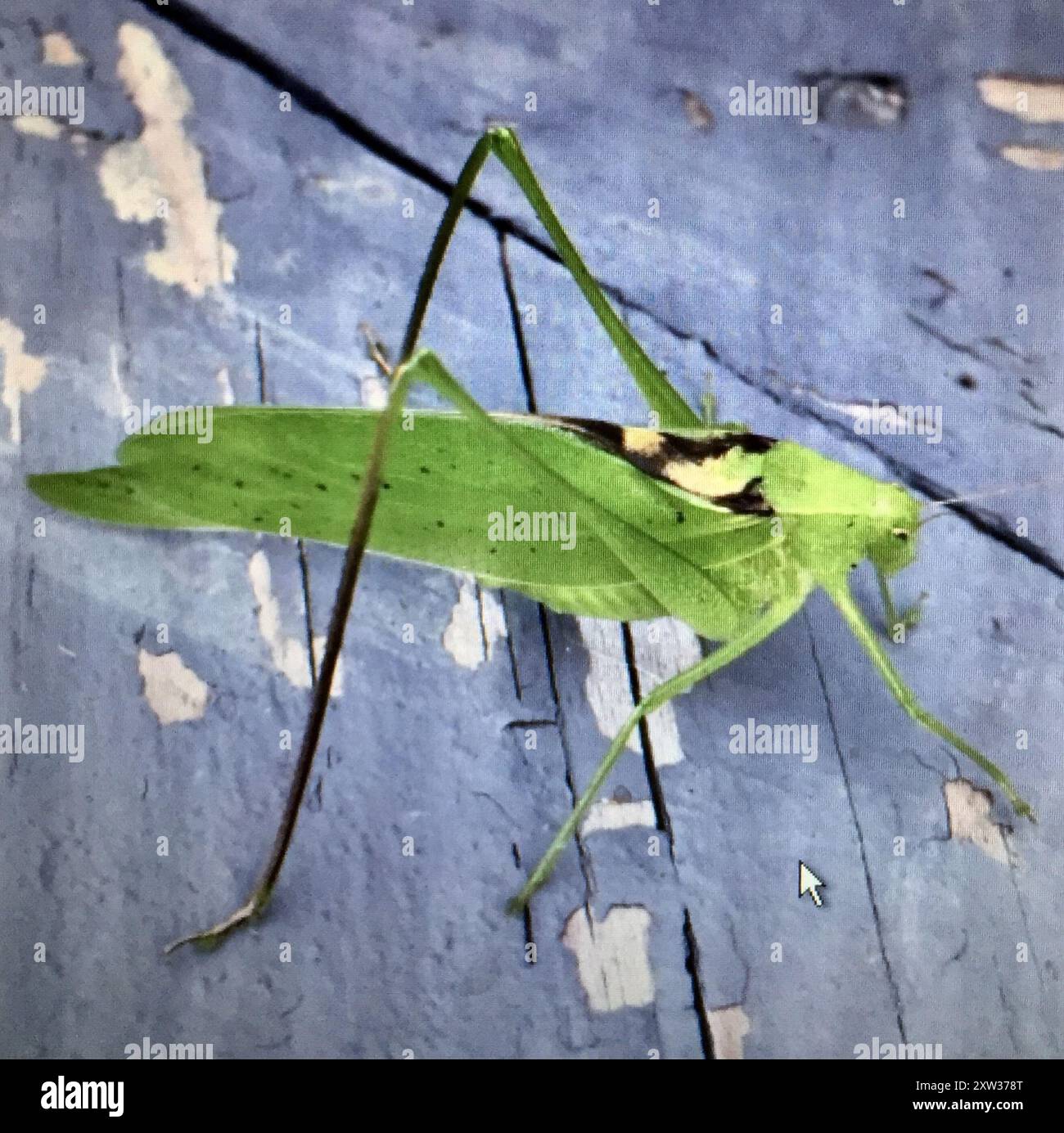 Oblong-winged Katydid (Amblycorypha oblongifolia) Insecta Stock Photo ...