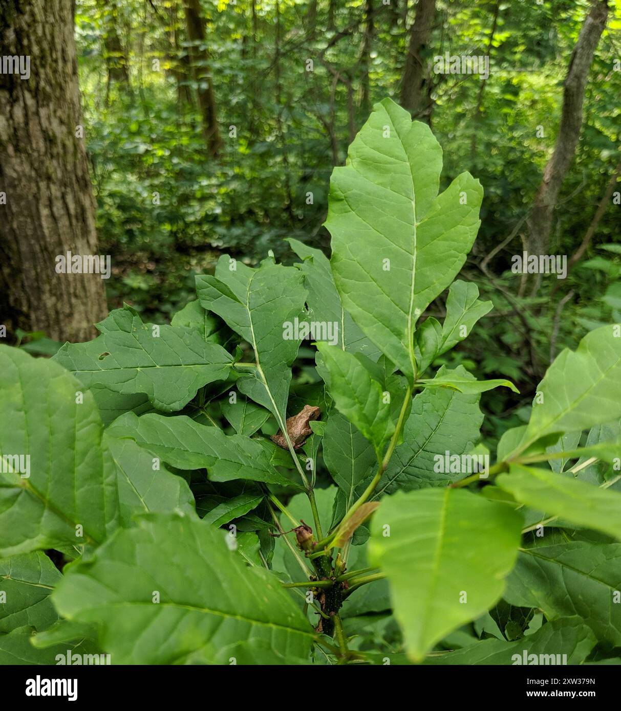 Spring Peeper (Pseudacris crucifer) Amphibia Stock Photo - Alamy