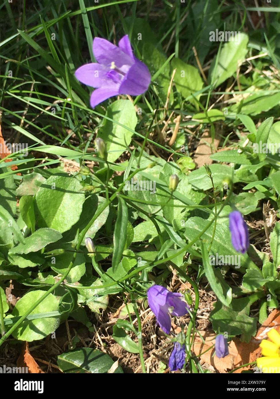 Common Harebell (Campanula rotundifolia) Plantae Stock Photo - Alamy