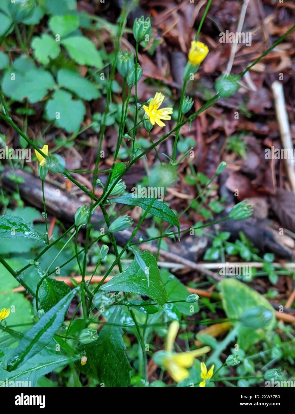 nipplewort (Lapsana communis) Plantae Stock Photo - Alamy
