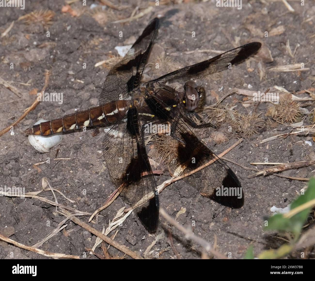 Common Whitetail (Plathemis lydia) Insecta Stock Photo - Alamy