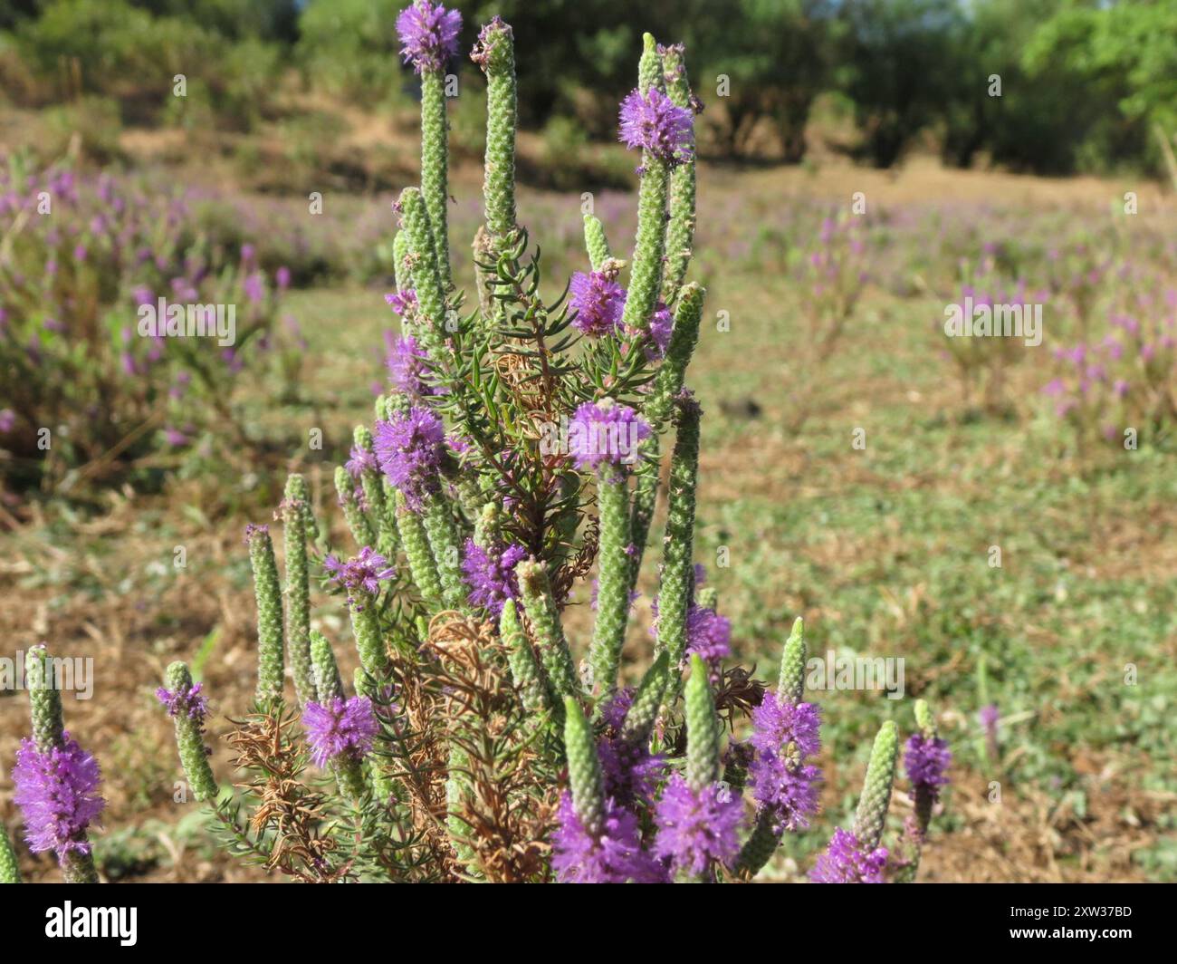 jambhli manjiri (Pogostemon deccanensis) Plantae Stock Photo - Alamy