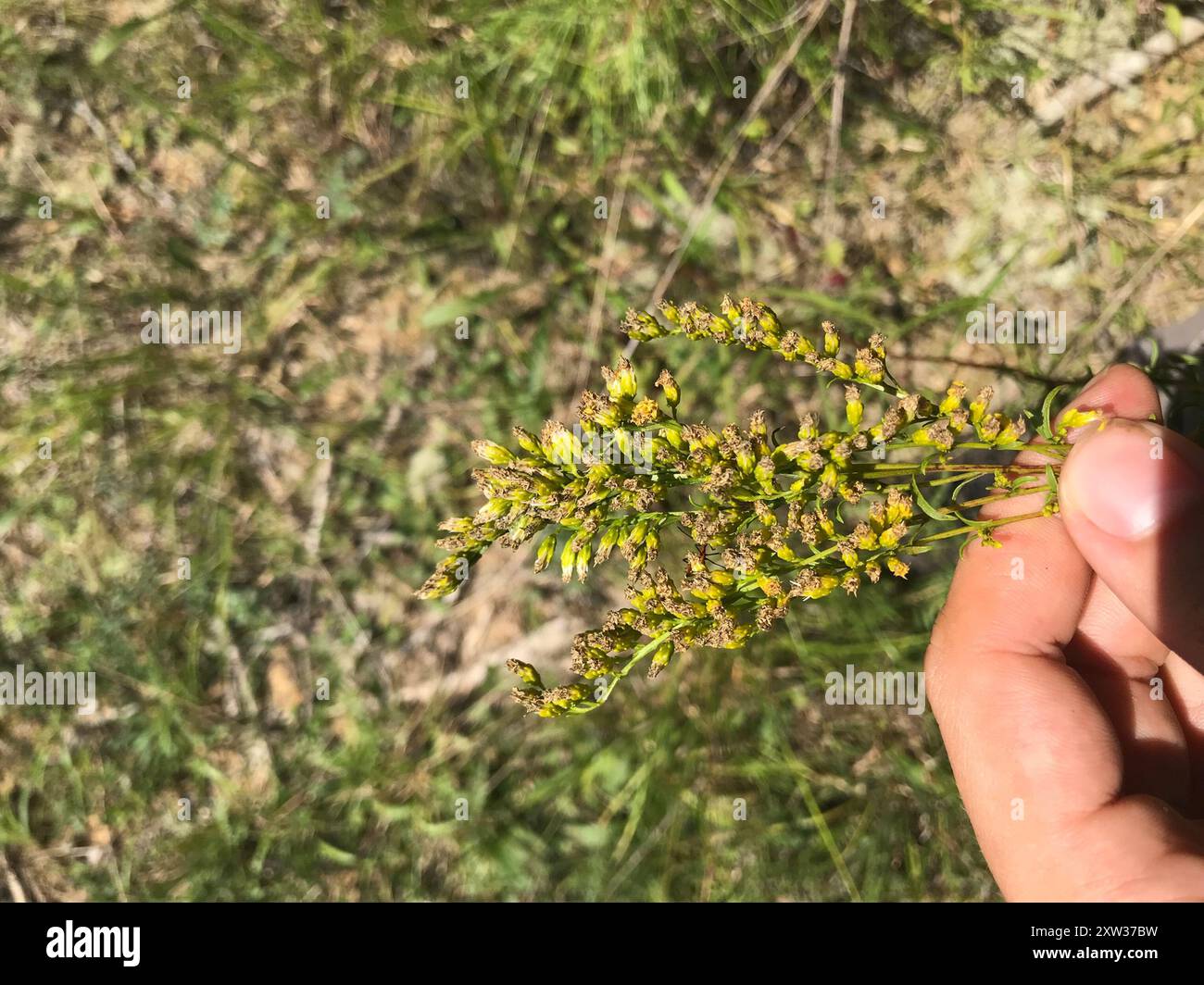 Small's Goldenrod (Solidago pinetorum) Plantae Stock Photo - Alamy