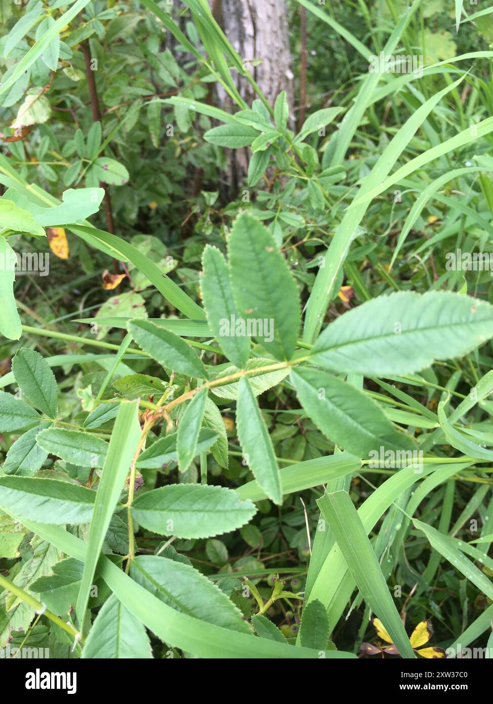 swamp rose (Rosa palustris) Plantae Stock Photo - Alamy