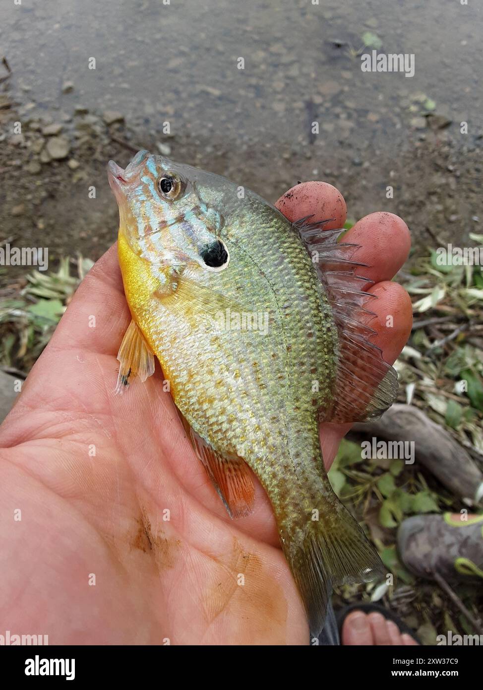 Common Sunfishes (Lepomis) Actinopterygii Stock Photo - Alamy