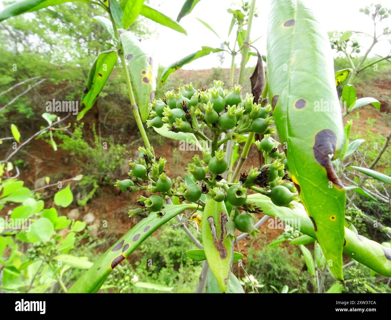 Asiatic tarenna (Tarenna asiatica) Plantae Stock Photo - Alamy