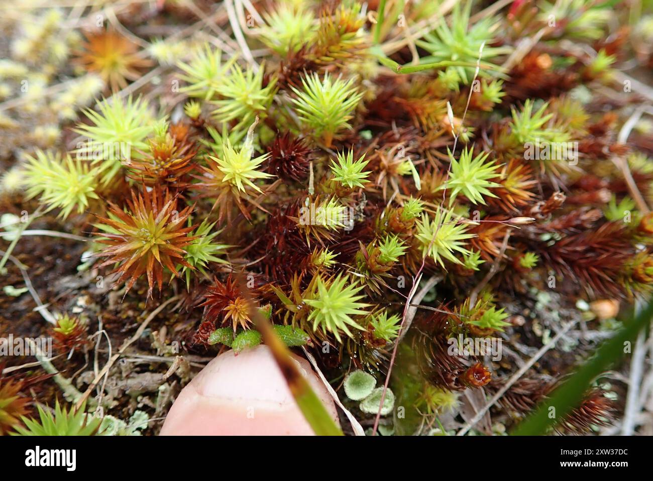 Common Haircap Moss (Polytrichum commune) Plantae Stock Photo - Alamy