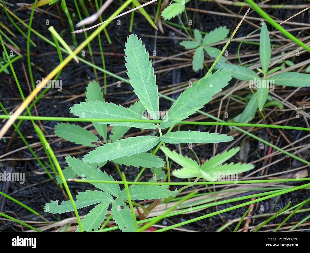 marsh cinquefoil (Comarum palustre) Plantae Stock Photo - Alamy