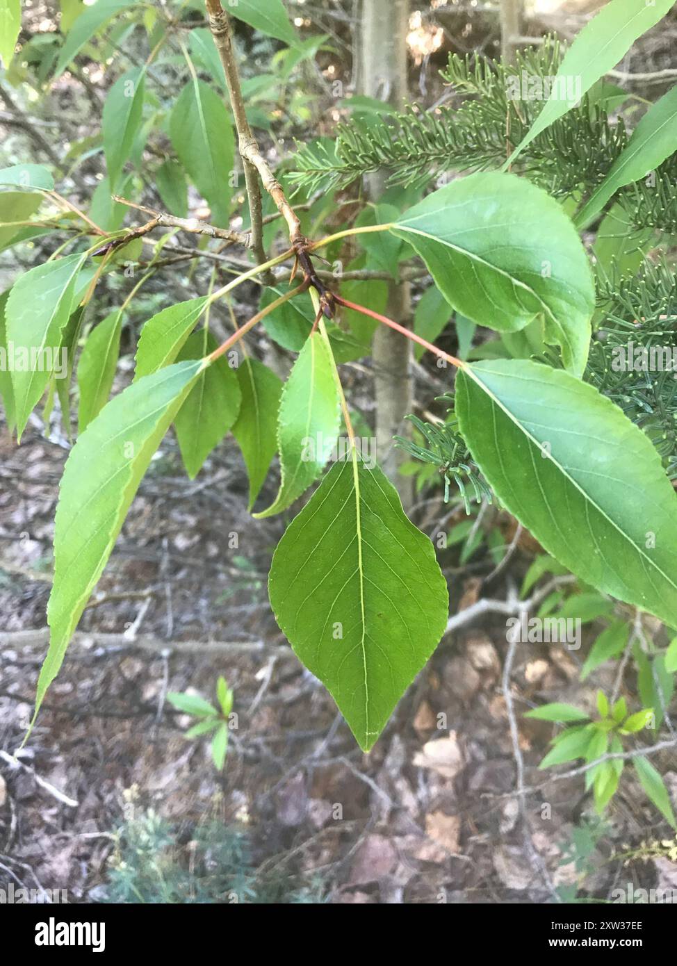 black cottonwood (Populus trichocarpa) Plantae Stock Photo - Alamy