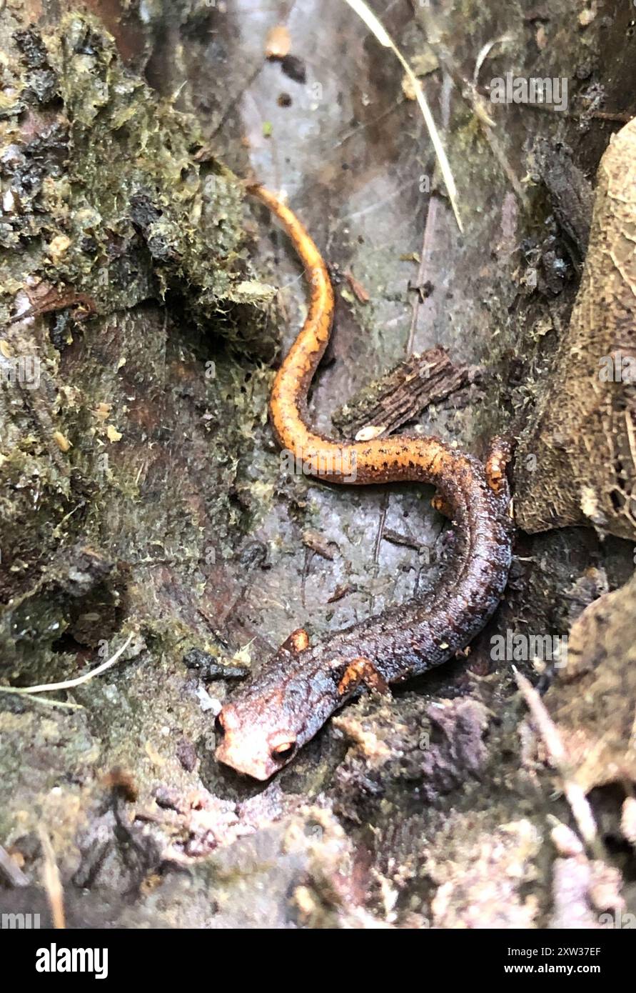Four-toed Salamander (Hemidactylium scutatum) Amphibia Stock Photo - Alamy