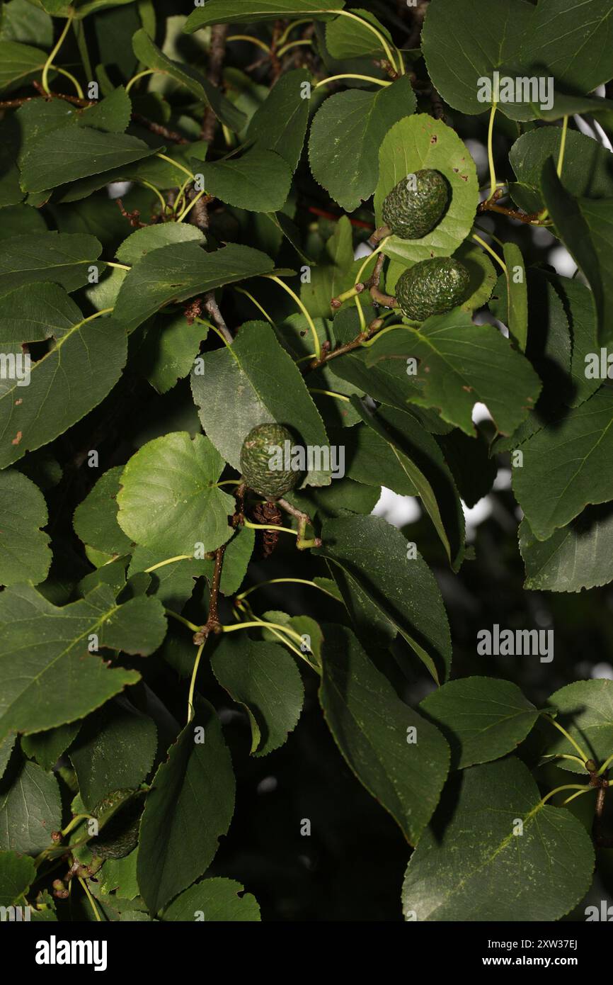 Italian alder (Alnus cordata) Plantae Stock Photo - Alamy