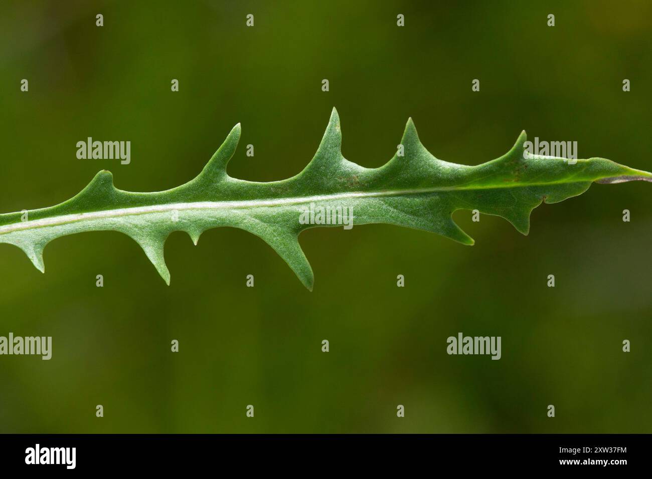 dandelion hawksbeard (Crepis runcinata) Plantae Stock Photo - Alamy