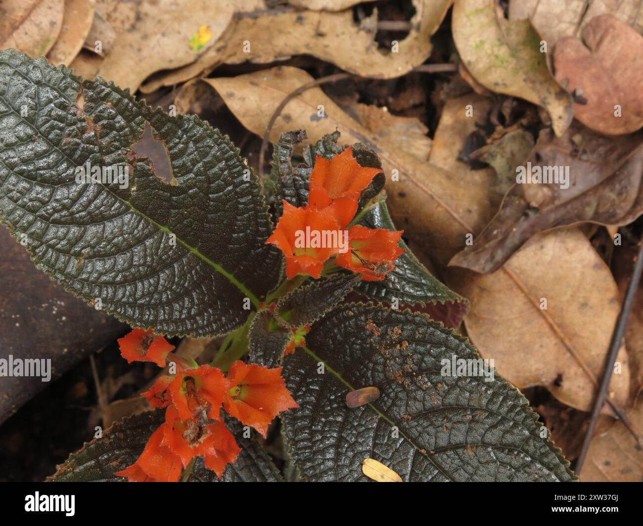 Sunset Bells (Chrysothemis pulchella) Plantae Stock Photo - Alamy