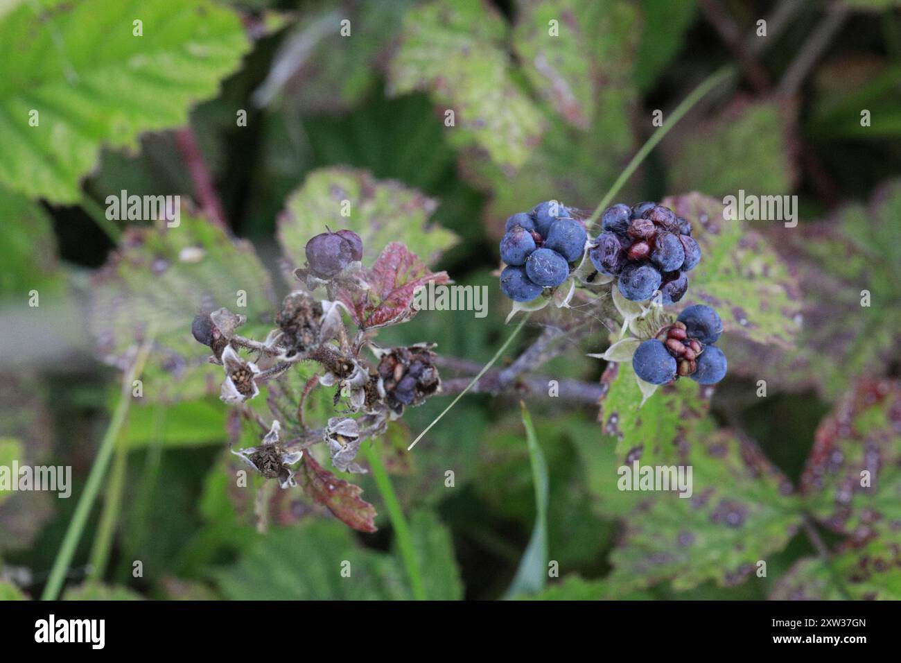 European dewberry (Rubus caesius) Plantae Stock Photo - Alamy