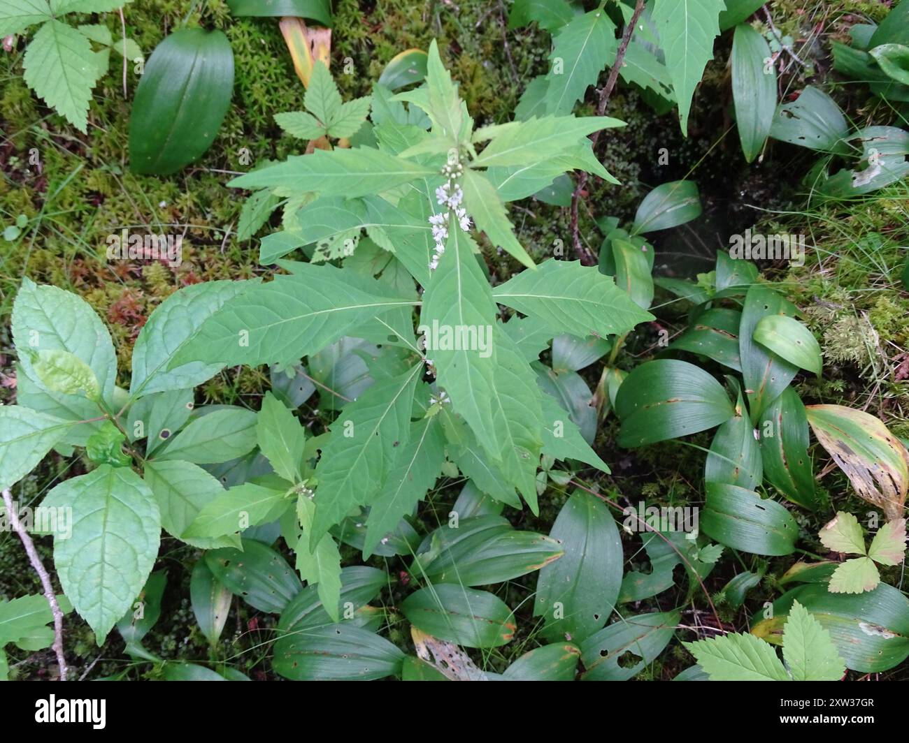 northern bugleweed (Lycopus uniflorus) Plantae Stock Photo - Alamy