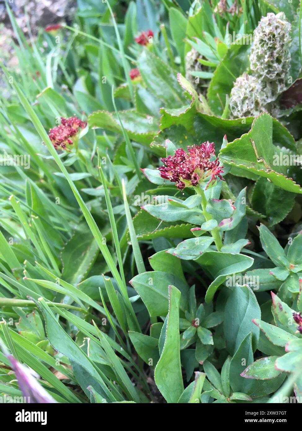 western roseroot (Rhodiola integrifolia) Plantae Stock Photo - Alamy