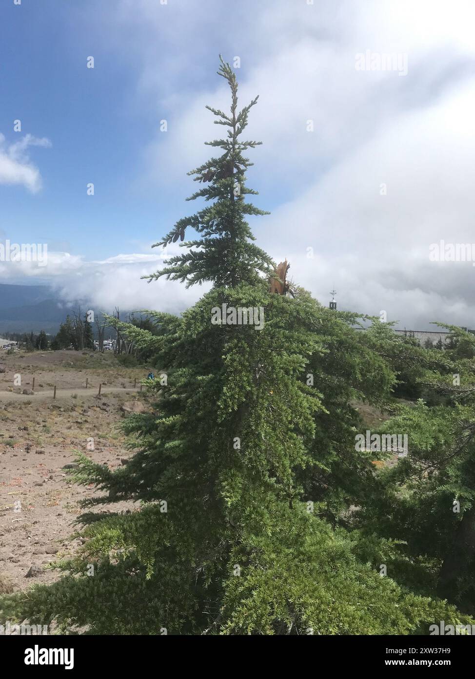 mountain hemlock (Tsuga mertensiana) Plantae Stock Photo - Alamy