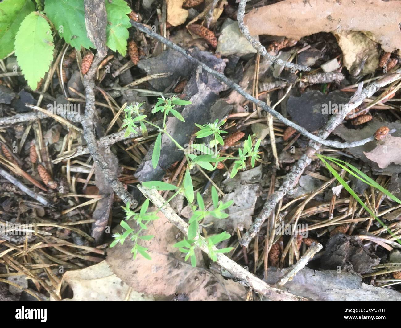 shale-barren whitlow-wort (Paronychia montana) Plantae Stock Photo - Alamy