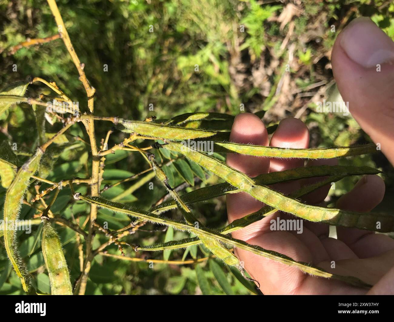 American senna (Senna hebecarpa) Plantae Stock Photo - Alamy