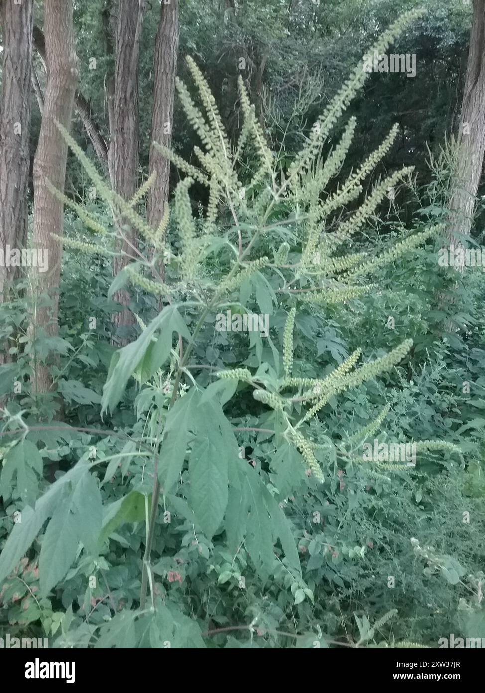 giant ragweed (Ambrosia trifida) Plantae Stock Photo - Alamy