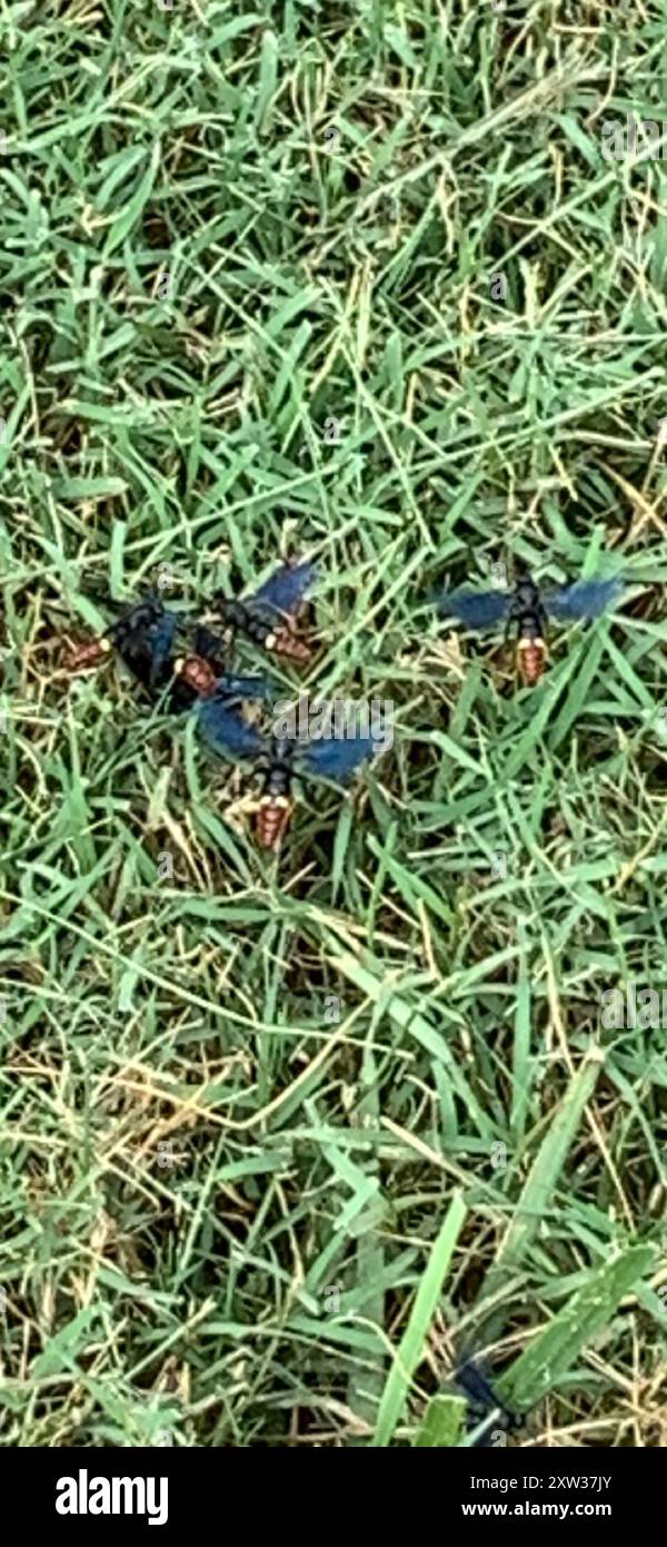 Blue-winged Scoliid Wasp (Scolia dubia) Insecta Stock Photo - Alamy