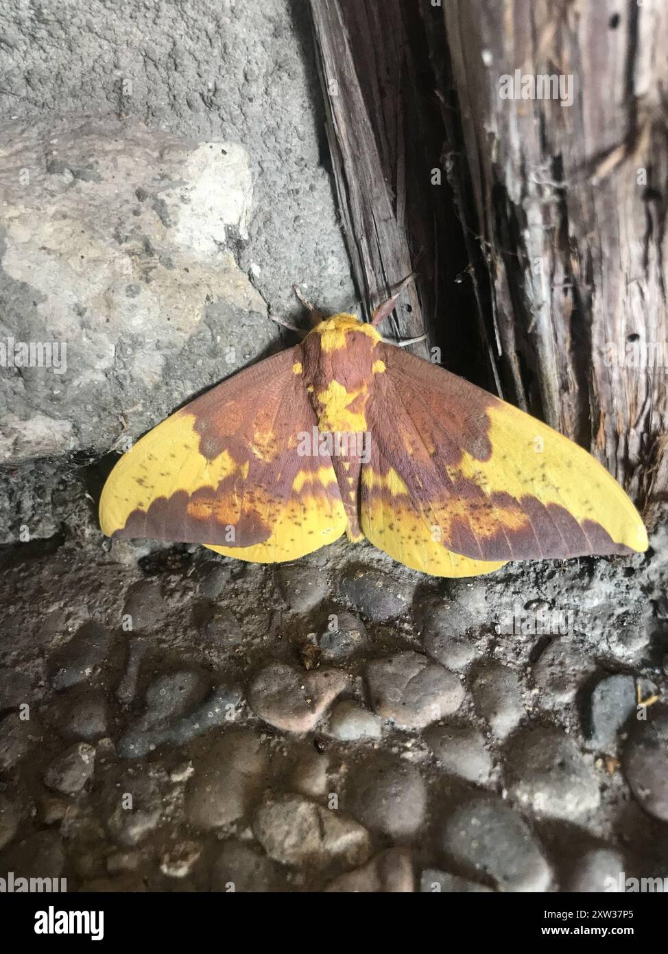 Imperial Moth (Eacles imperialis) Insecta Stock Photo - Alamy