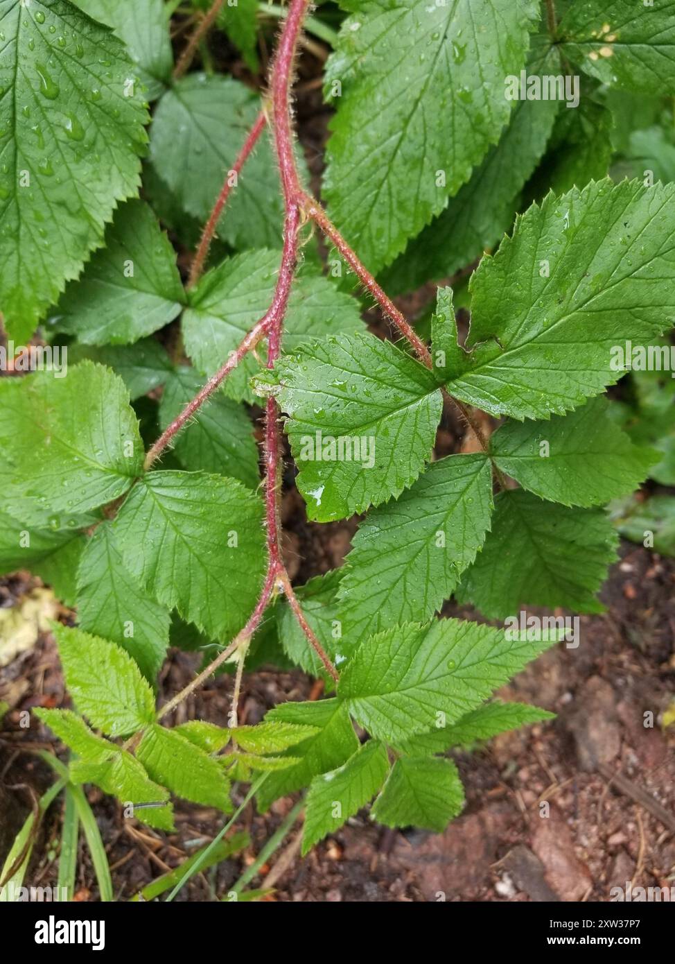red raspberry (Rubus idaeus) Plantae Stock Photo - Alamy