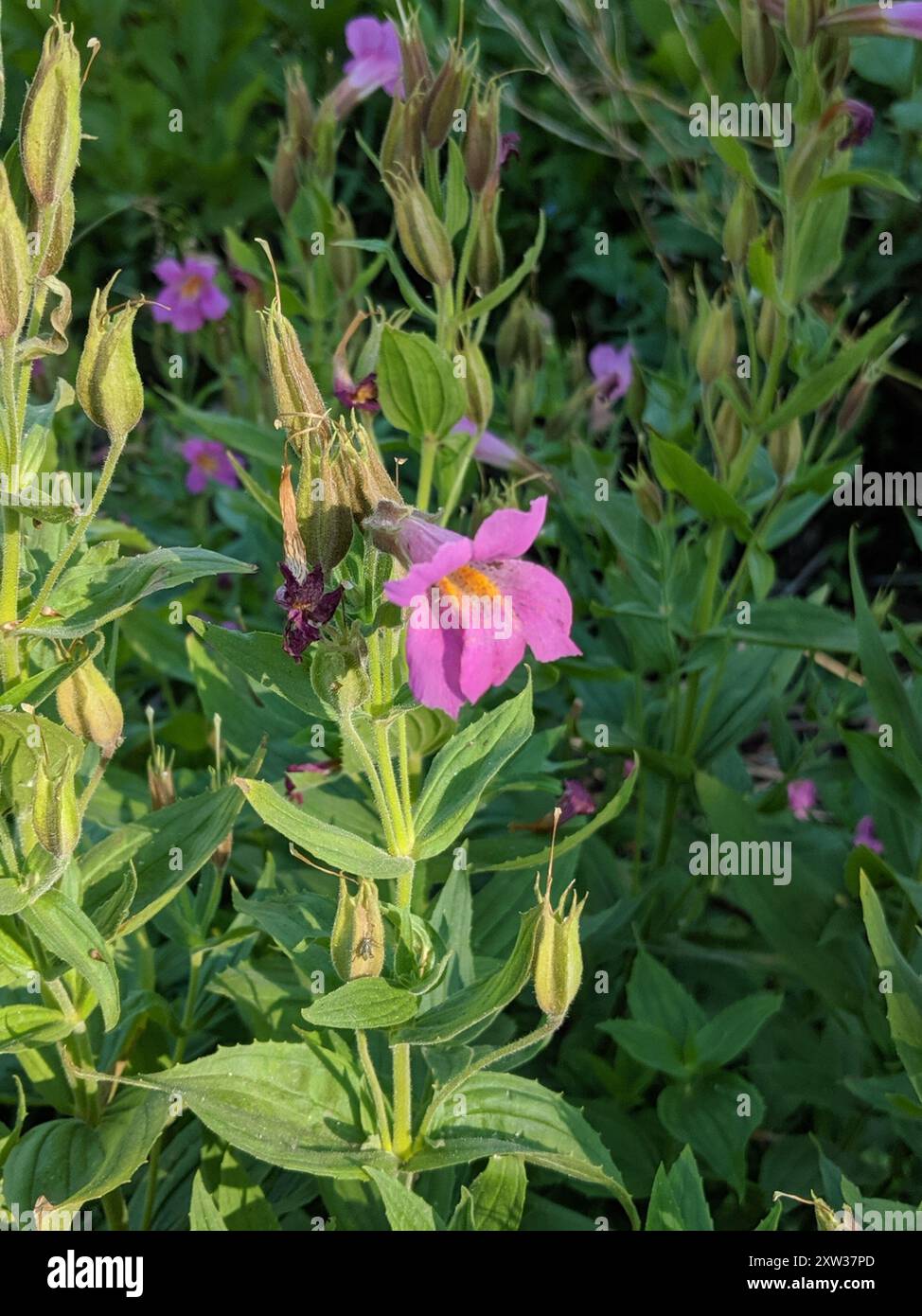 Lewis' monkeyflower (Erythranthe lewisii) Plantae Stock Photo - Alamy