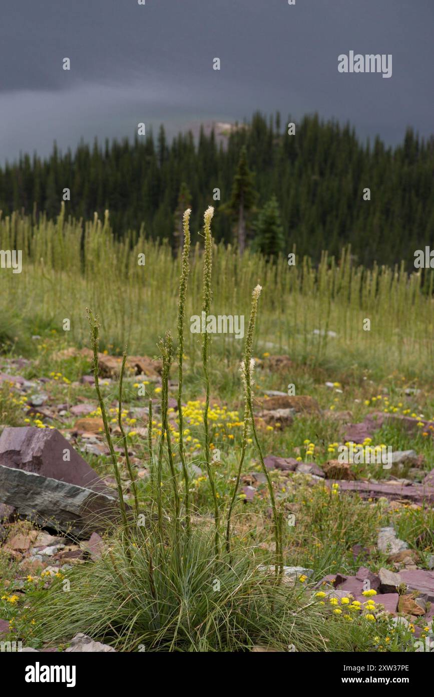 common beargrass (Xerophyllum tenax) Plantae Stock Photo - Alamy
